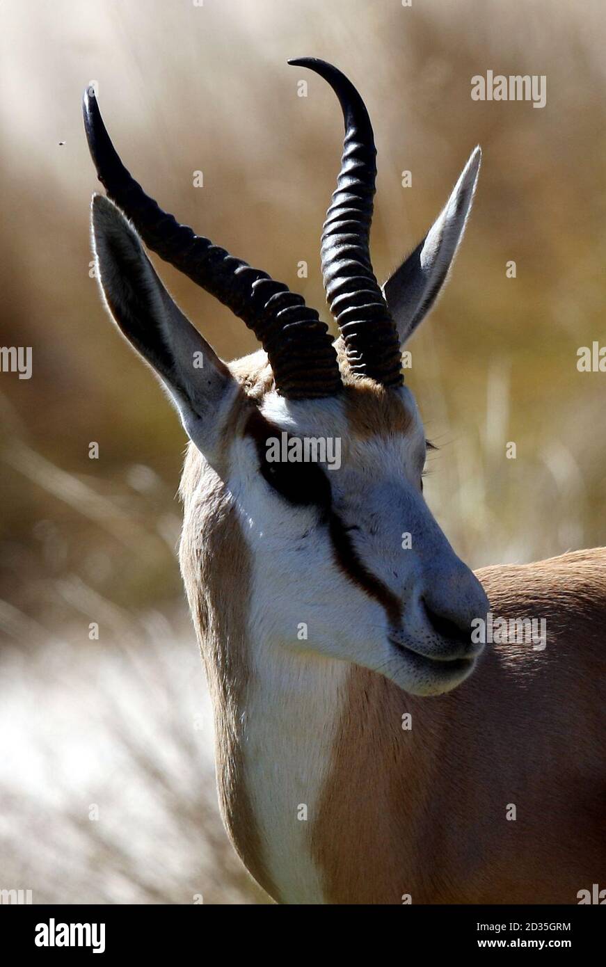 A Springbok in South Africa Stock Photo - Alamy