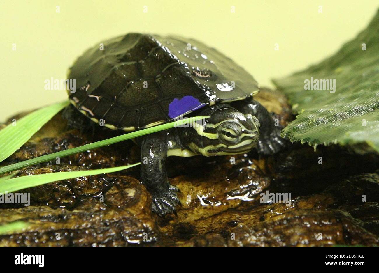 A rare baby Annam Leaf turtle, hatched at Chester Zoo. The South East ...