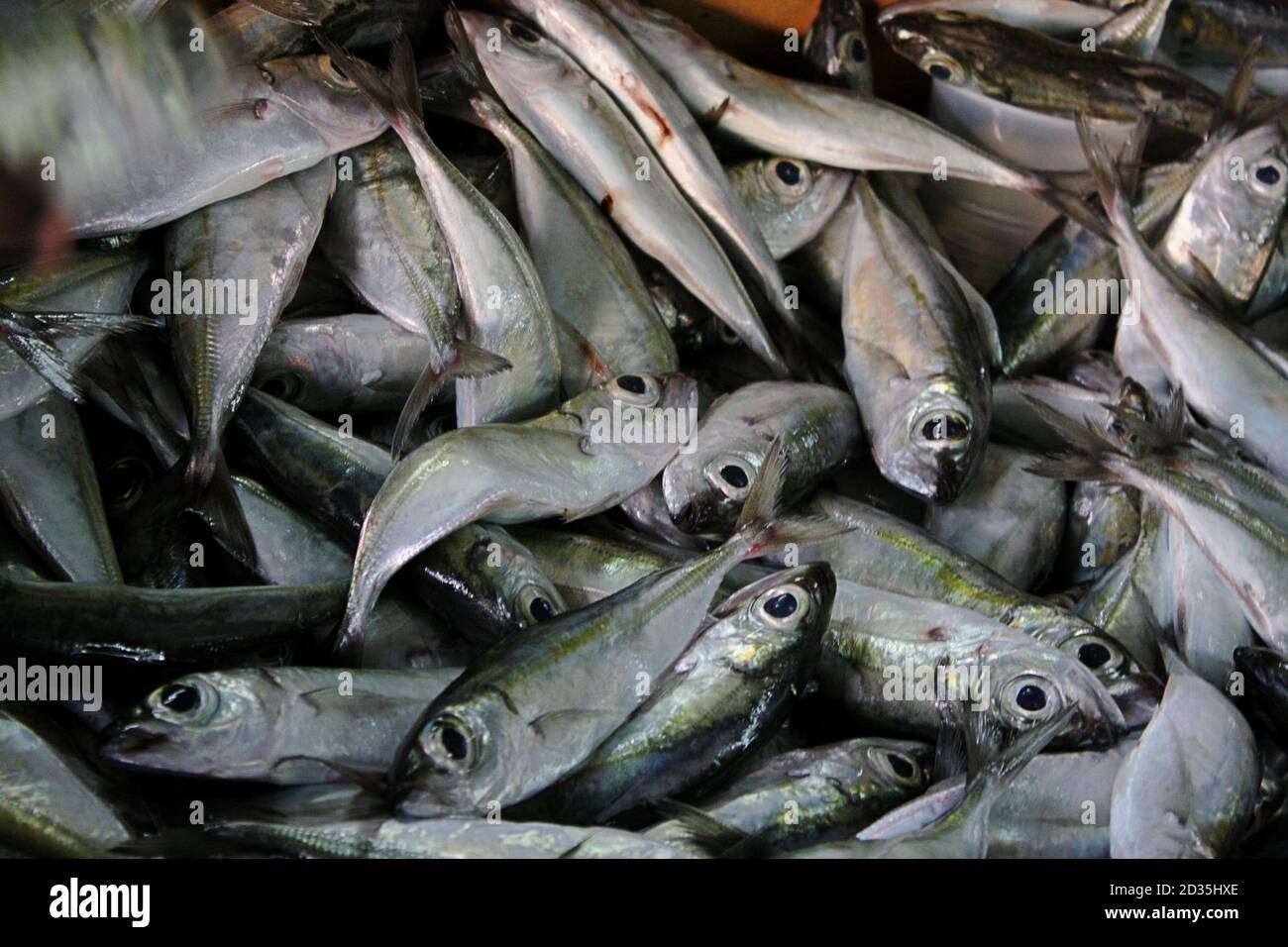caribbean fish market Stock Photo - Alamy