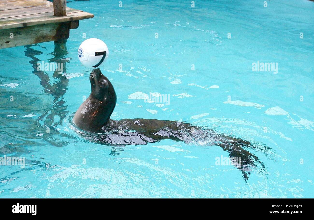 Sea Lion Max picks one of the lucky star numbers for the Knowsley ...