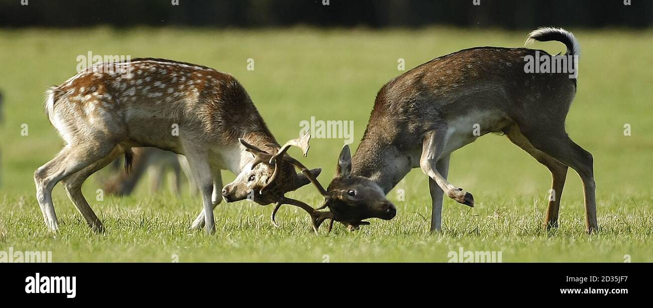 Two fallow deer clash antlers during a rut Dublin's Phoenix Park Stock ...