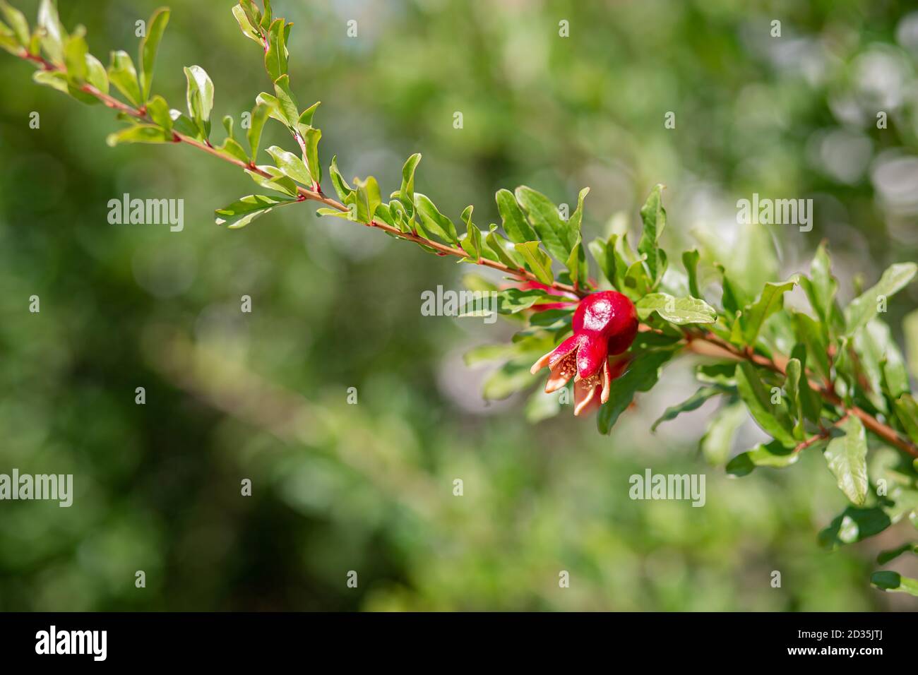 Balausta hi-res stock photography and images - Alamy
