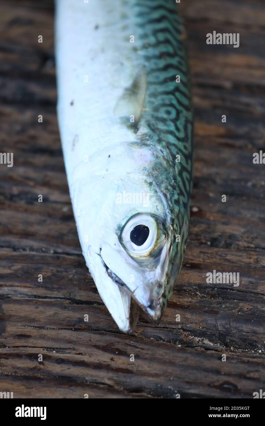 Catching mackerel hi-res stock photography and images - Alamy