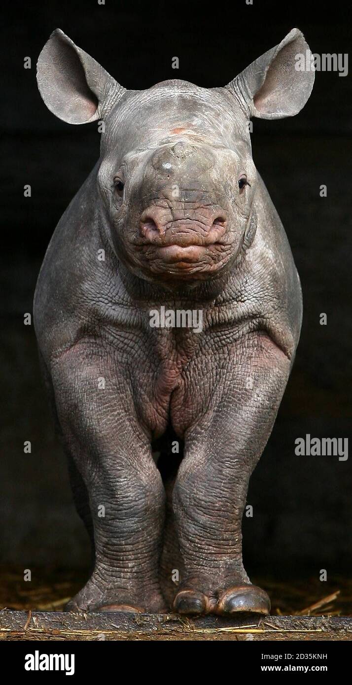 Port lympne zoo enclosure hi-res stock photography and images - Alamy