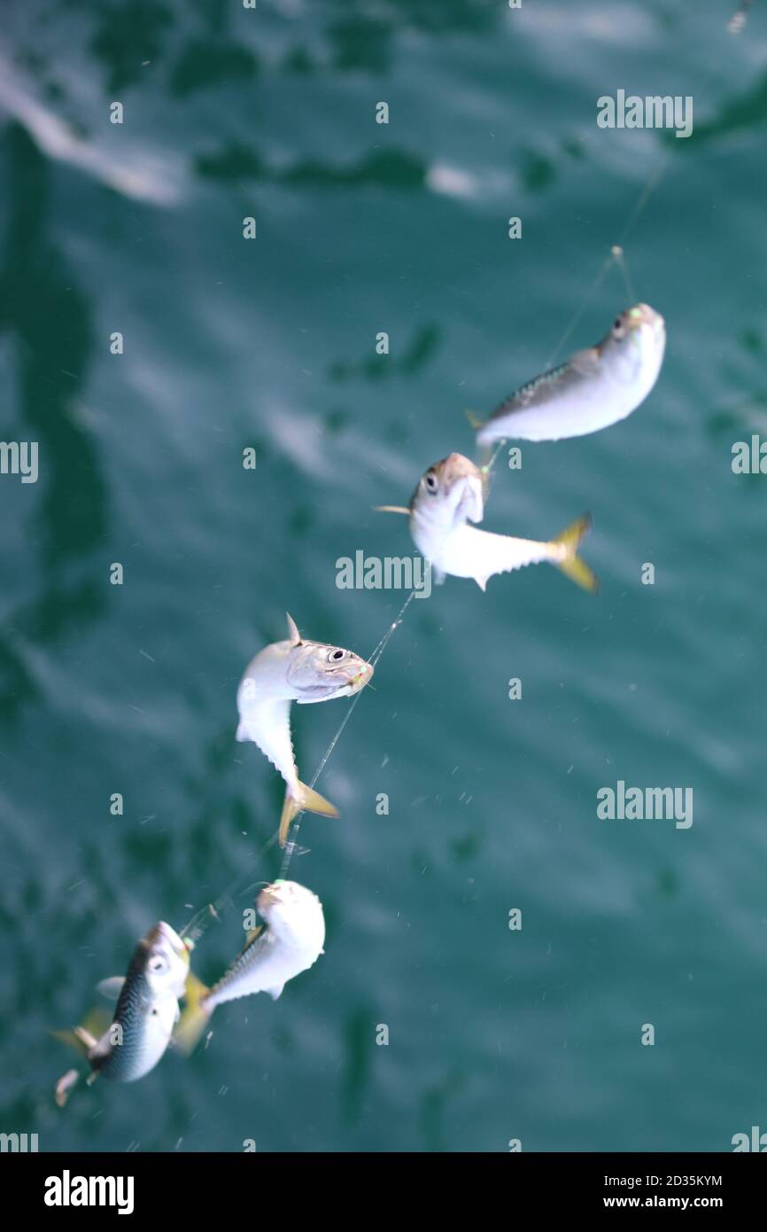 Fresh salt water fish hi-res stock photography and images - Alamy