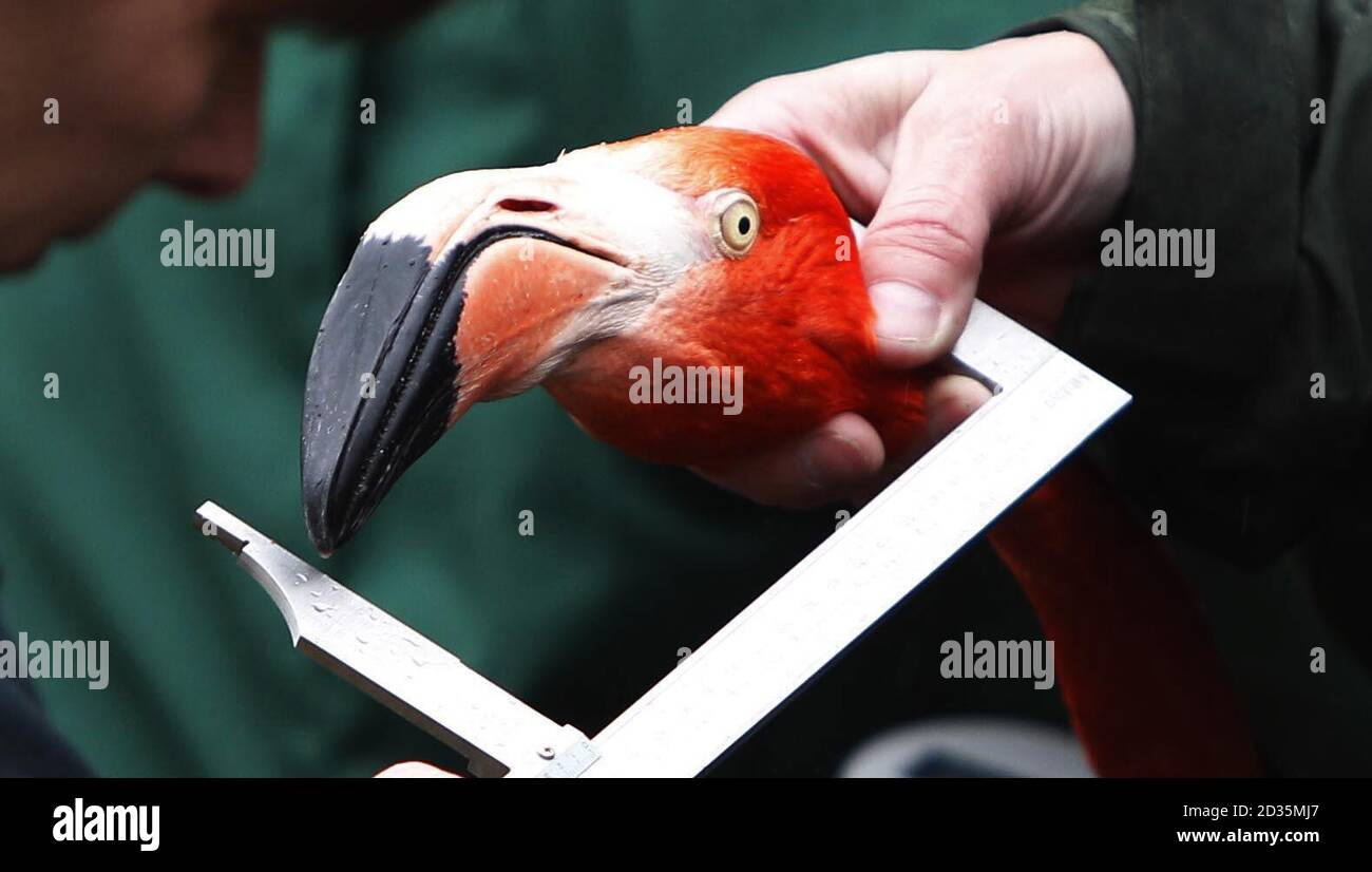 A Caribbean Flamingo at Chester Zoo as they have their health check ...