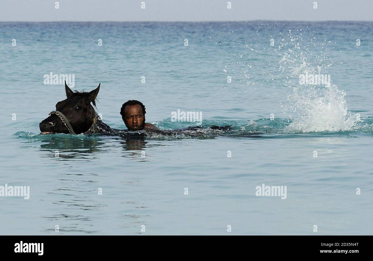 Swims in sea thoroughbred race horse near garrison savannah racecourse ...
