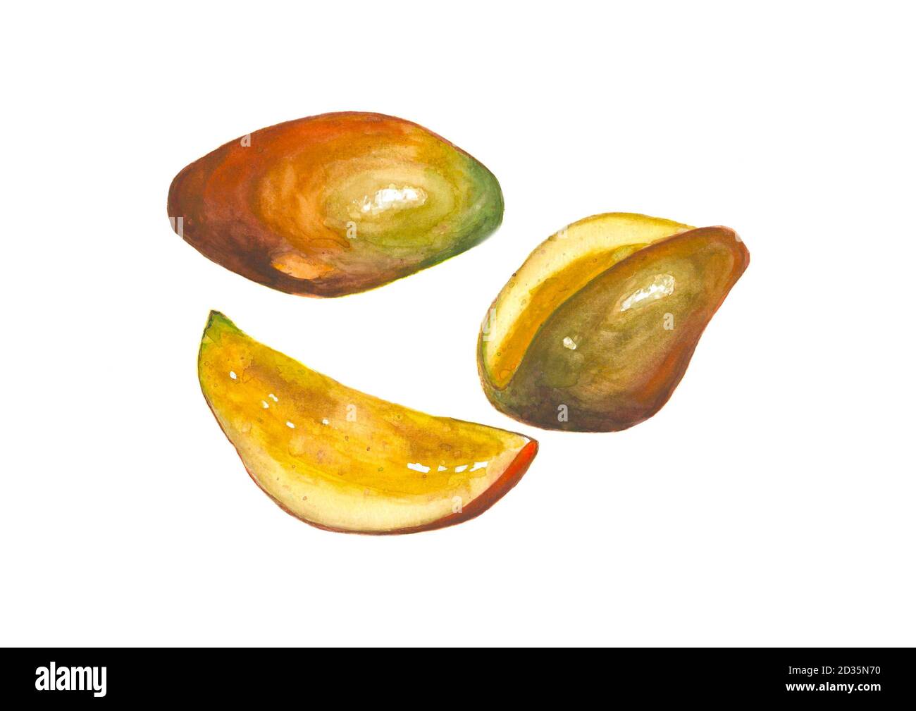 Watercolor hand drawn mango fruit, isolated on white background Stock ...