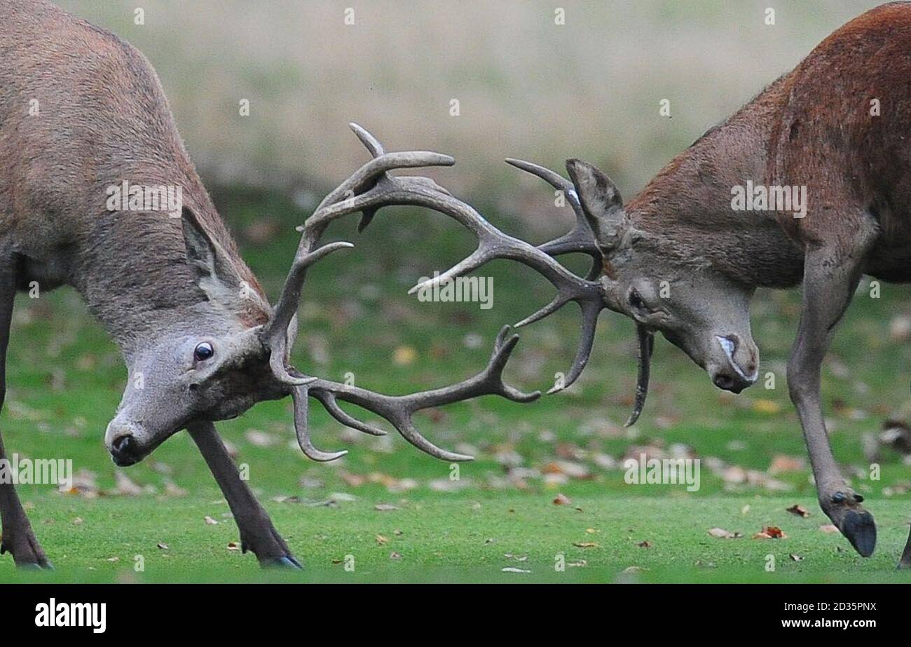 Stags in wollaton park hi-res stock photography and images - Alamy