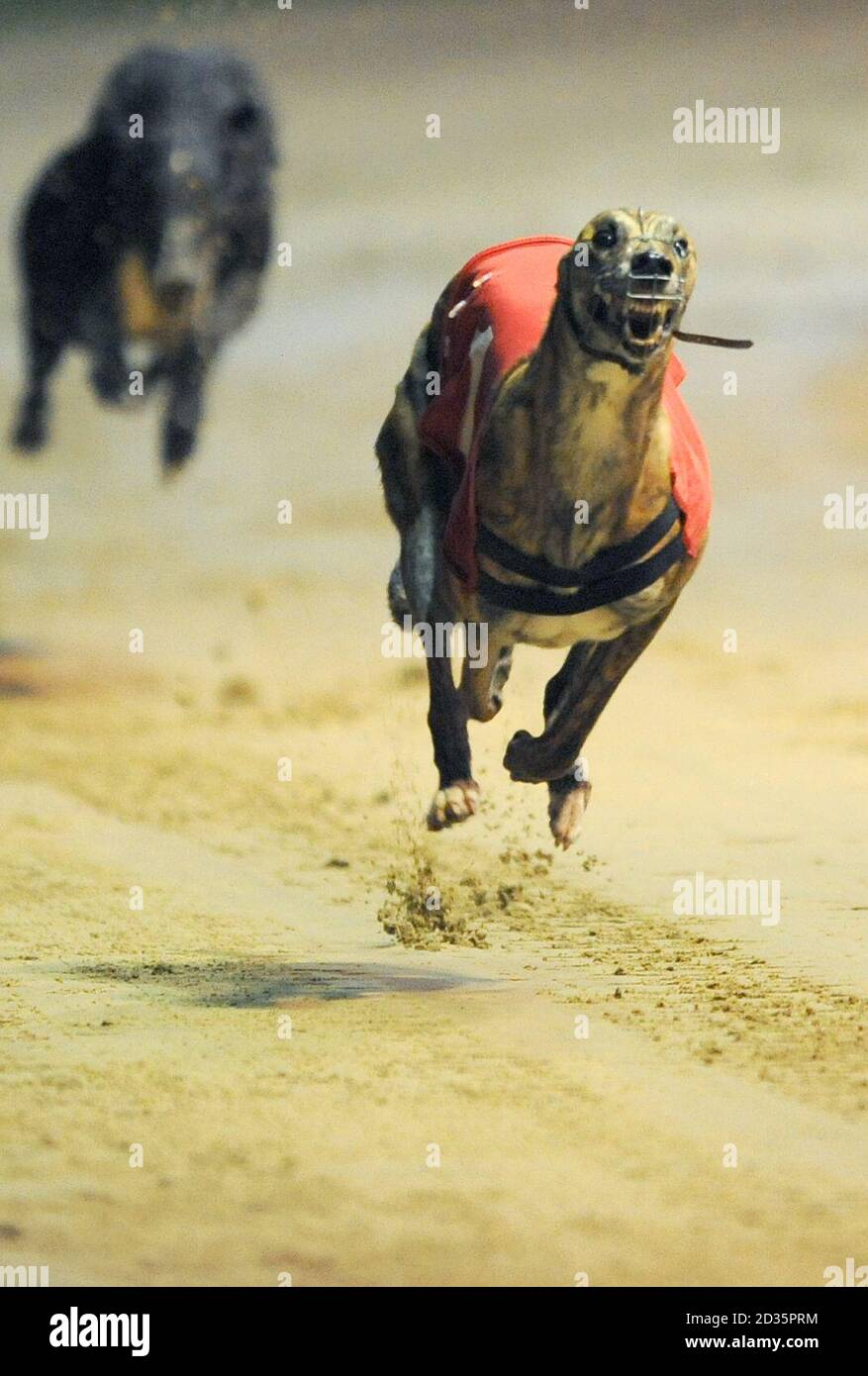 Greyhound racing at Wimbledon greyhound stadium, London Stock Photo - Alamy
