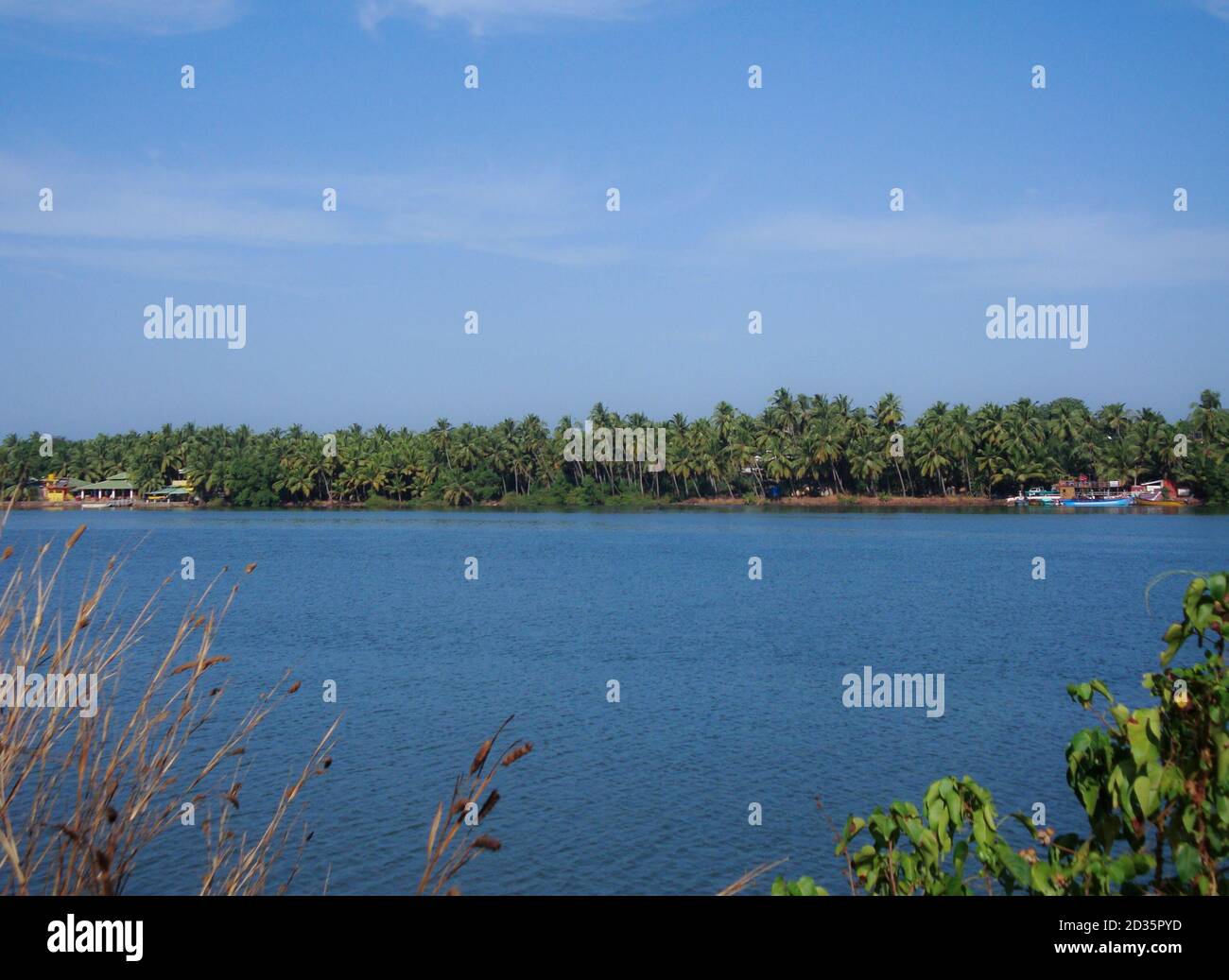 the backwaters and swampland in the Kerala region in India Stock Photo ...