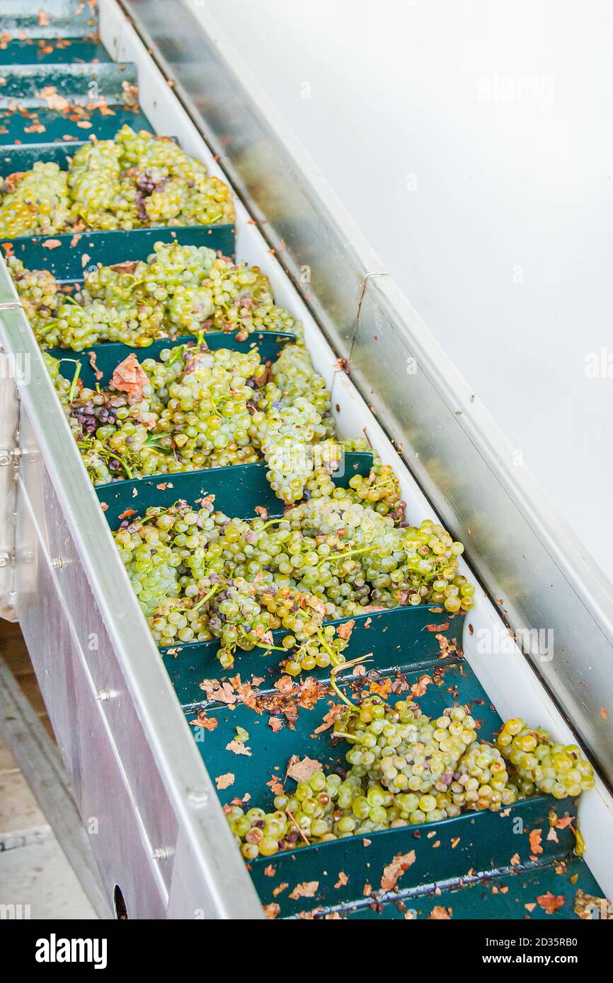 Modern winery machine with grapes. Process Of Crushing The Grapes In ...
