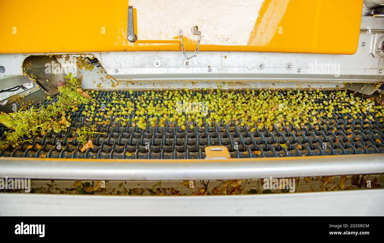 Grape hopper hi-res stock photography and images - Alamy