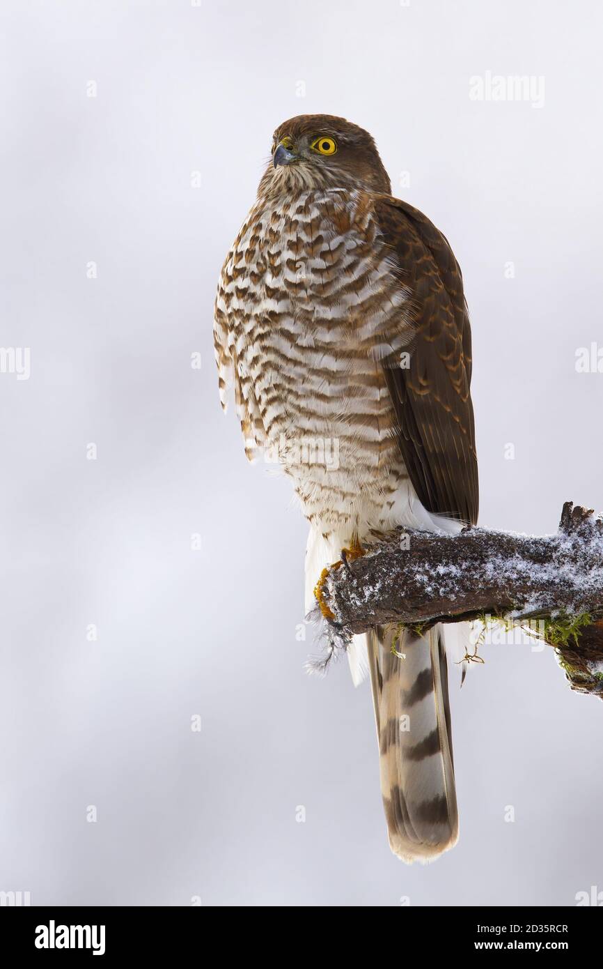 Dominant eurasian sparrowhawk sitting on bough in winter Stock Photo ...