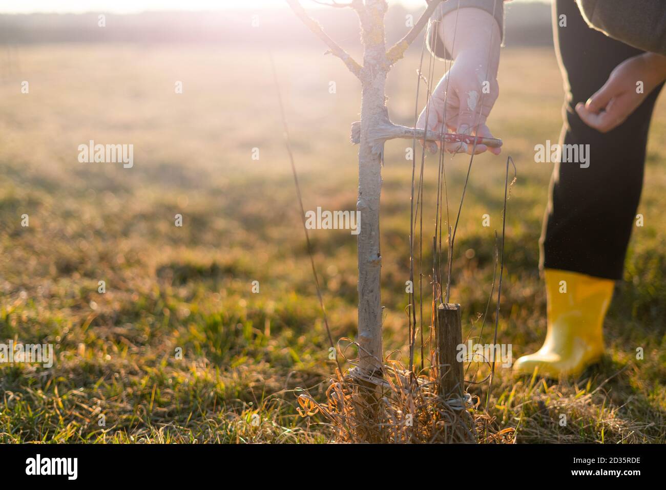Hand holding brush and bleaching trees at sunset. People whitewashing ...