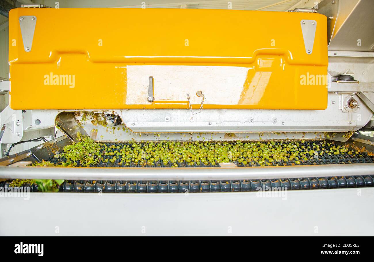 Process Of Crushing The Grapes In Winemaking. Grape processing Stock ...