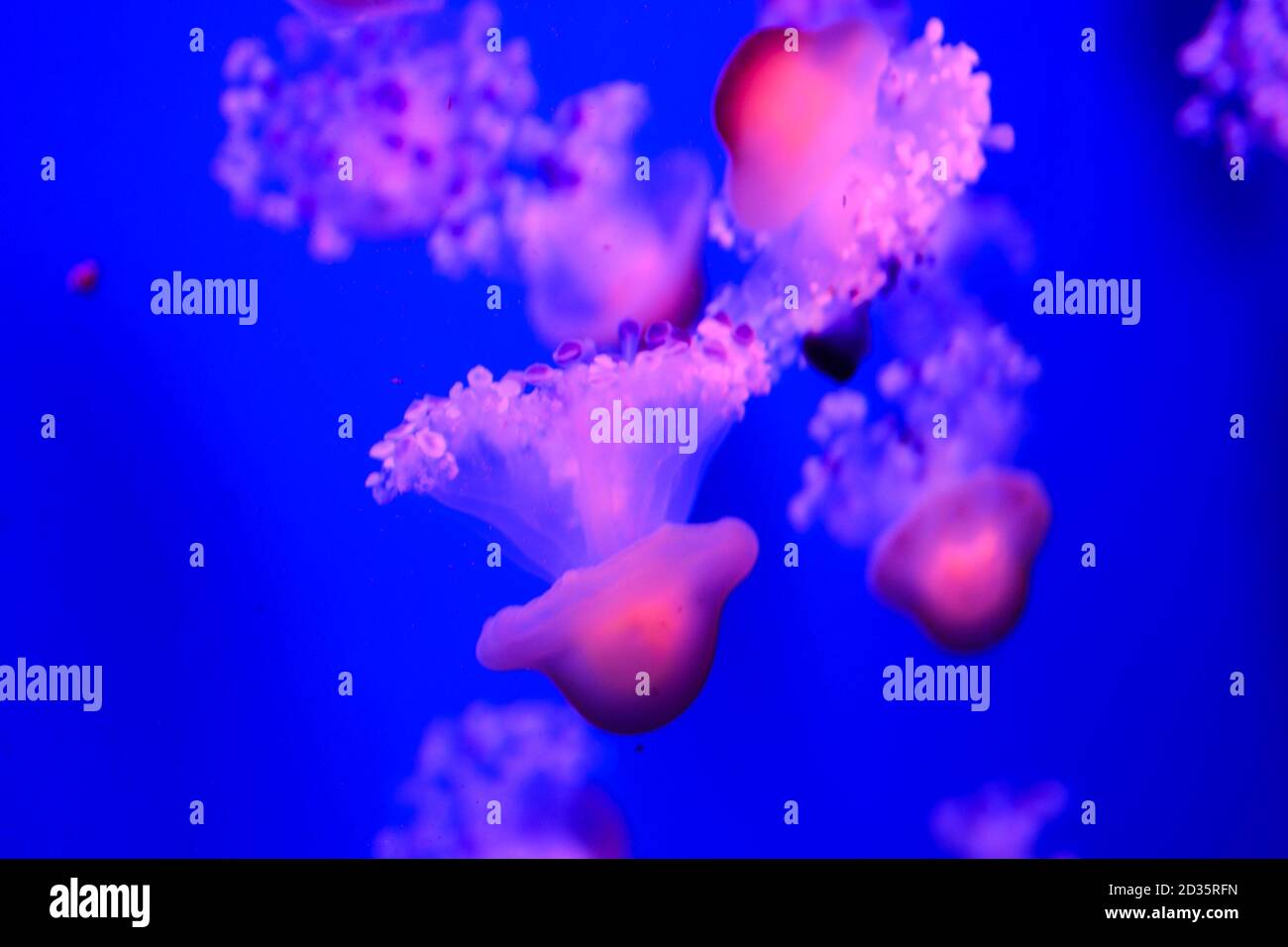Jellyfish Dangerous Poisonous Medusa Stock Photo - Alamy