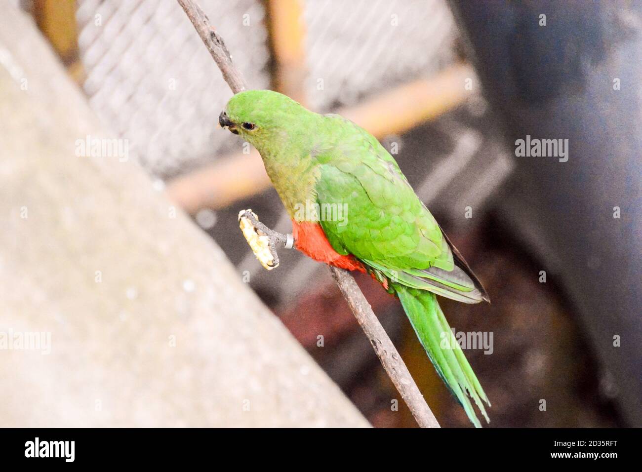 Colored Tropical Parrot Stock Photo - Alamy