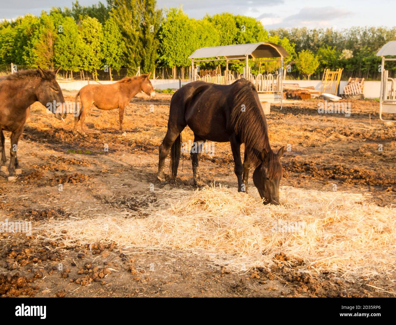 Horse on a farm Stock Photo - Alamy