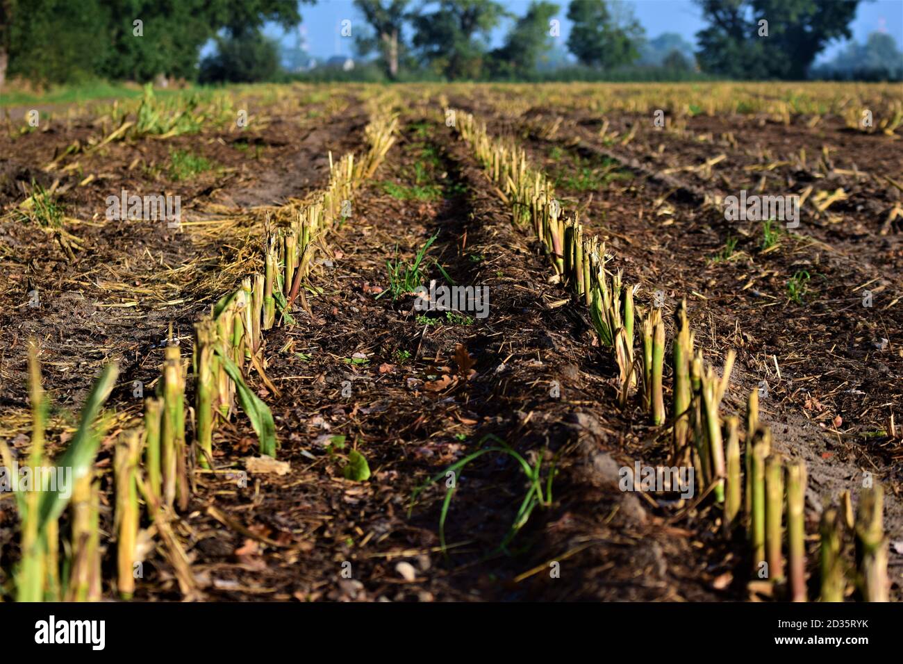 Corn plant roots hi-res stock photography and images - Alamy