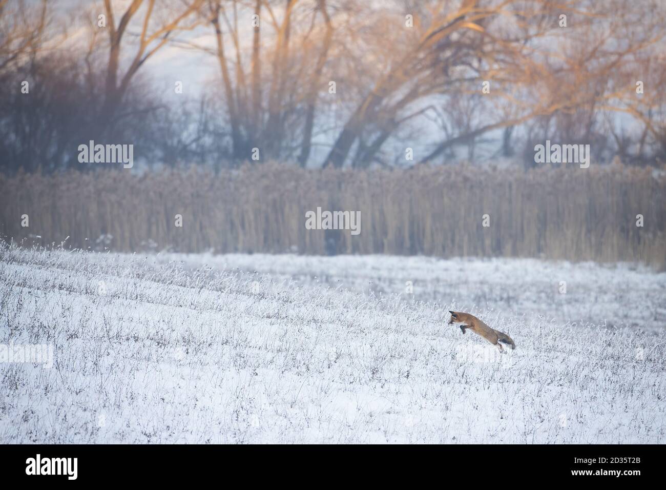 Red fox hunting on snowy meadow in winter nature at sunrise Stock Photo ...