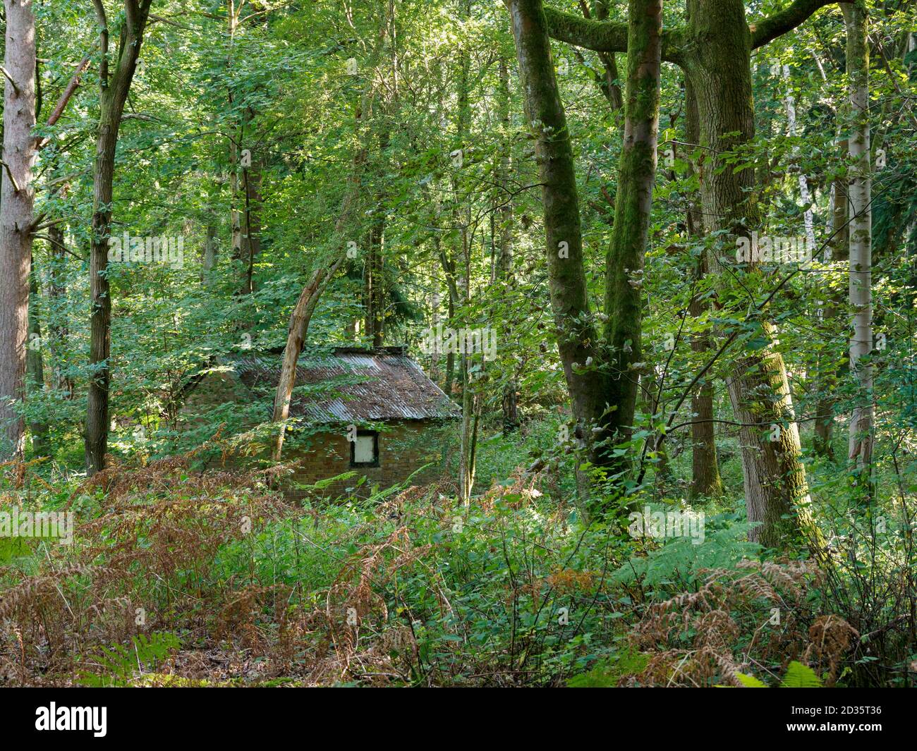 Cabin hidden in a forest, Thetford Forest, Norfolk, UK Stock Photo - Alamy