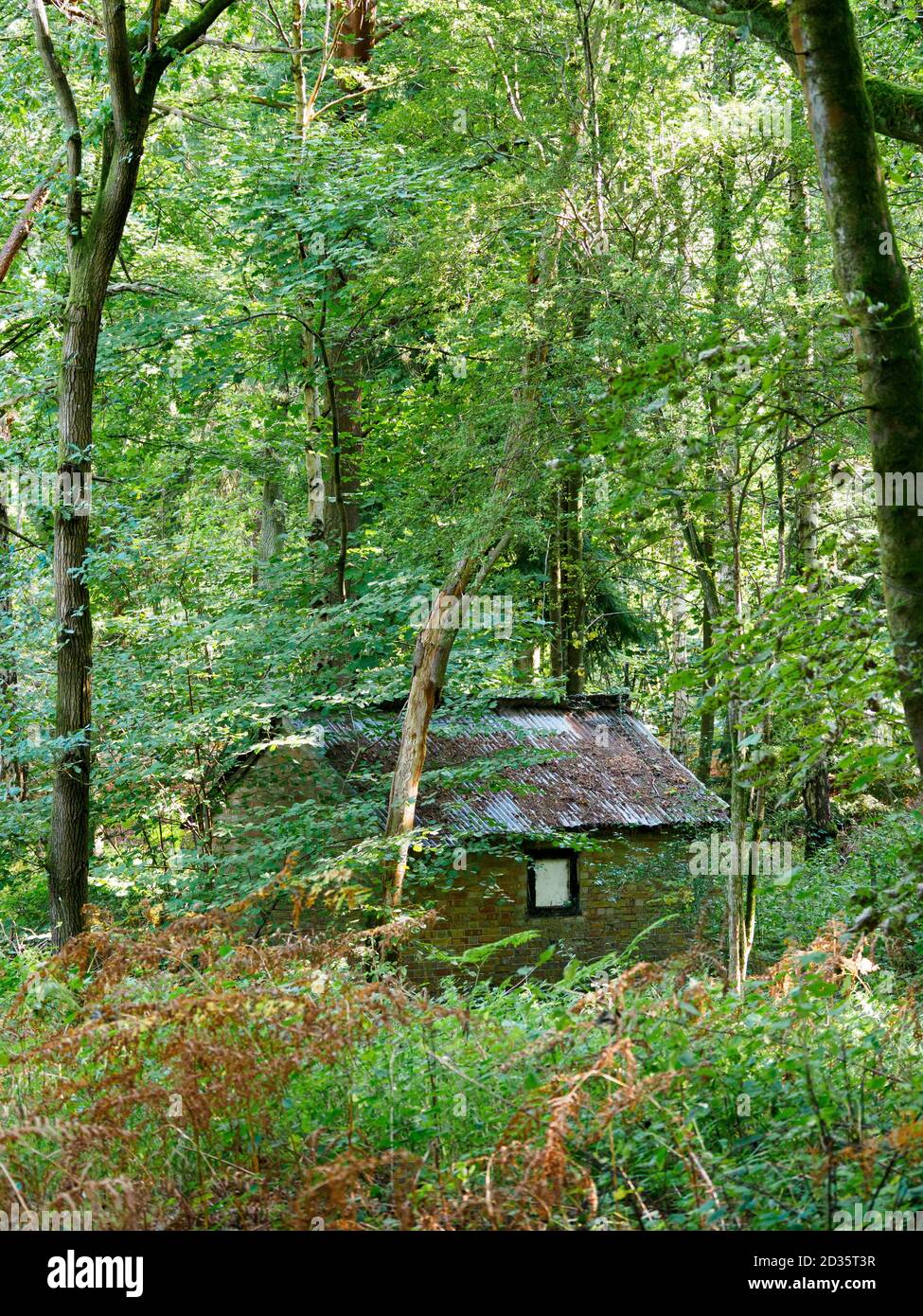 Cabin hidden in a forest, Thetford Forest, Norfolk, UK Stock Photo - Alamy