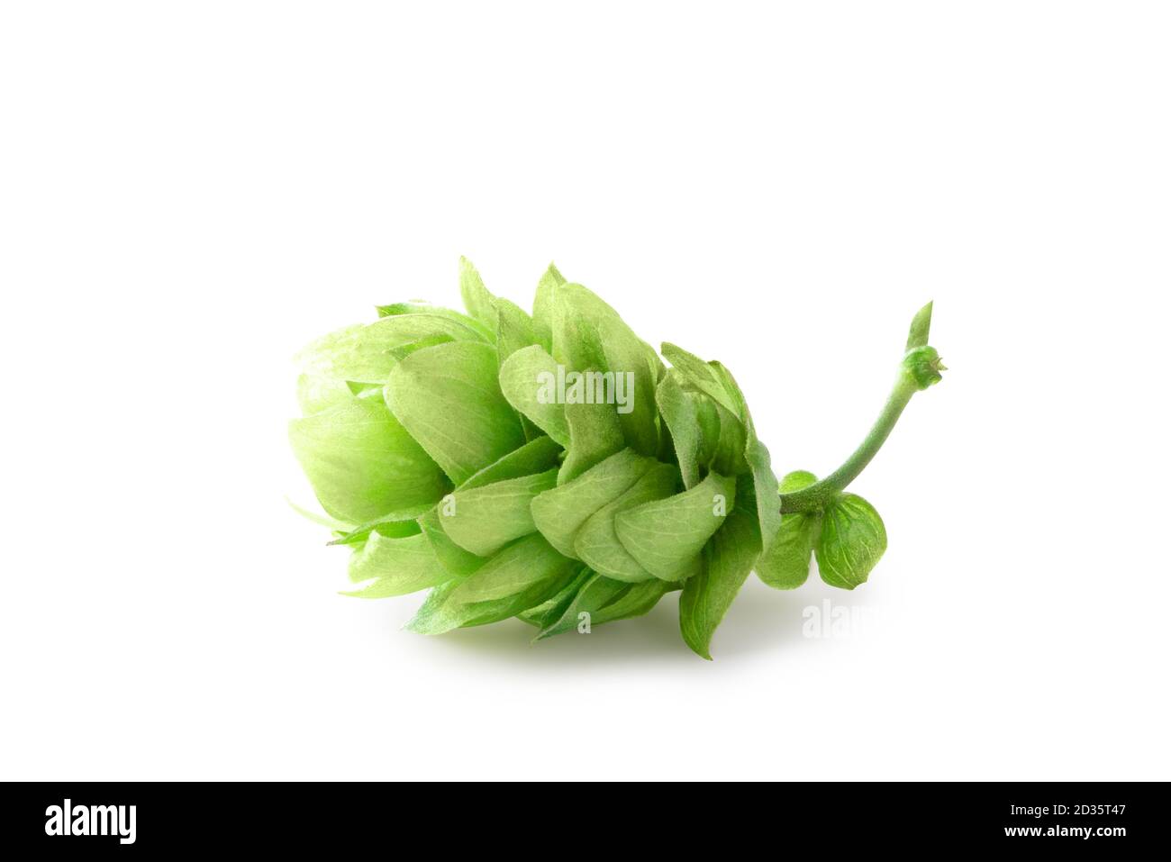 Hop cones isolated on white background. Full depth of field. Clipping ...