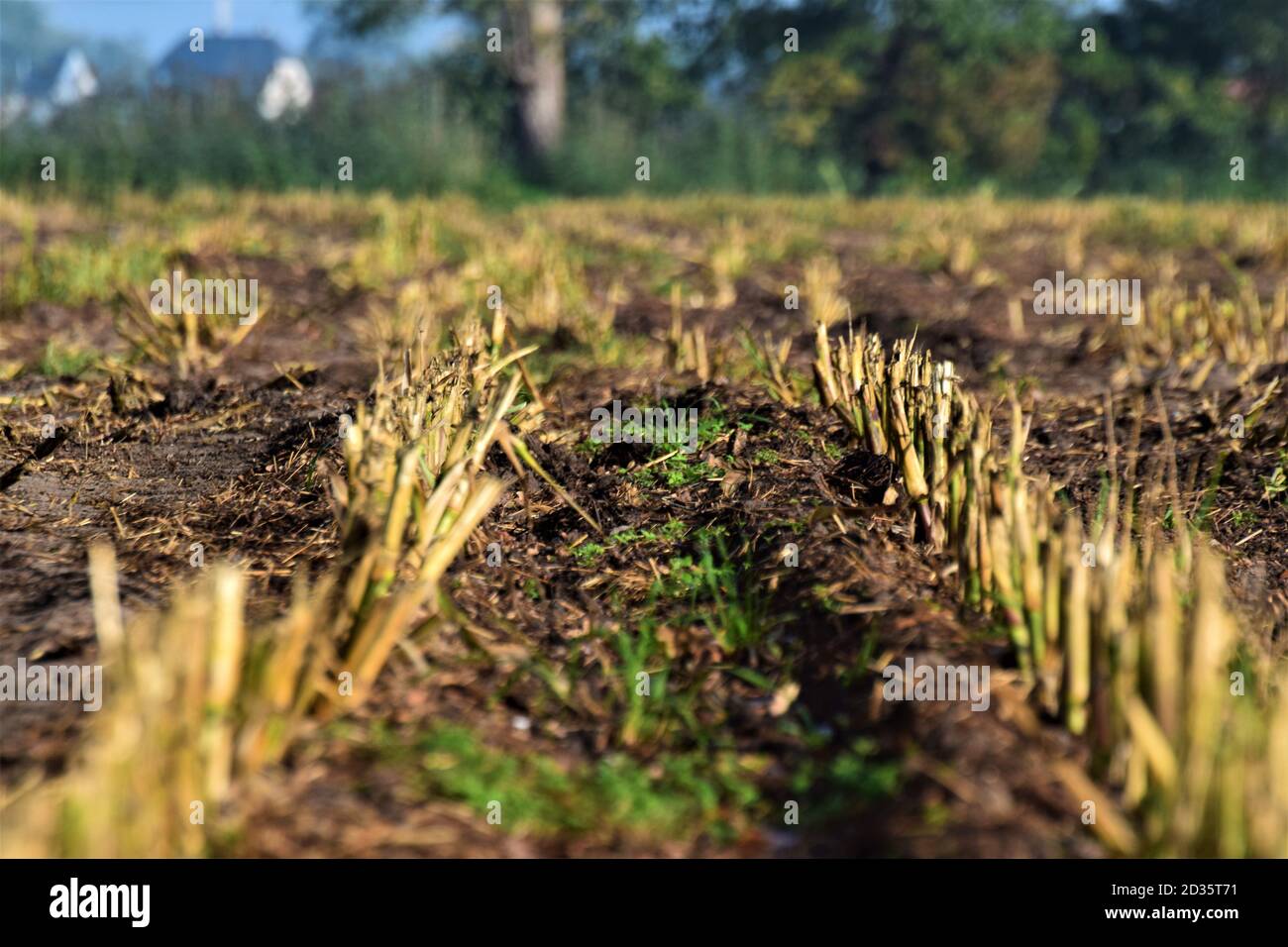 Corn plant roots hi-res stock photography and images - Alamy