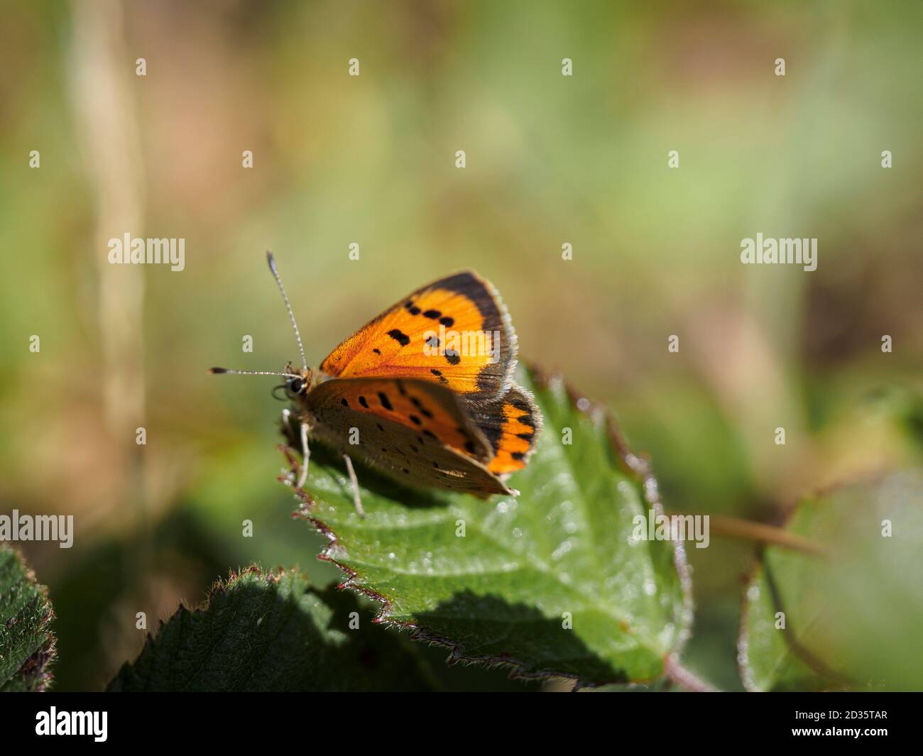 Lycaena phlaeas, the small copper butterfly, Thetford forest, Norfolk ...