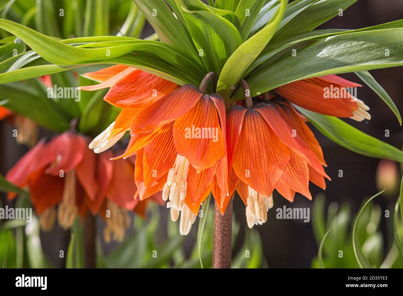 Crown imperial fritillary (Fritillaria imperialis) flowers. Orange ...