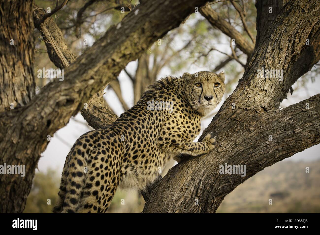 African leopard on a tree in South Africa Stock Photo - Alamy