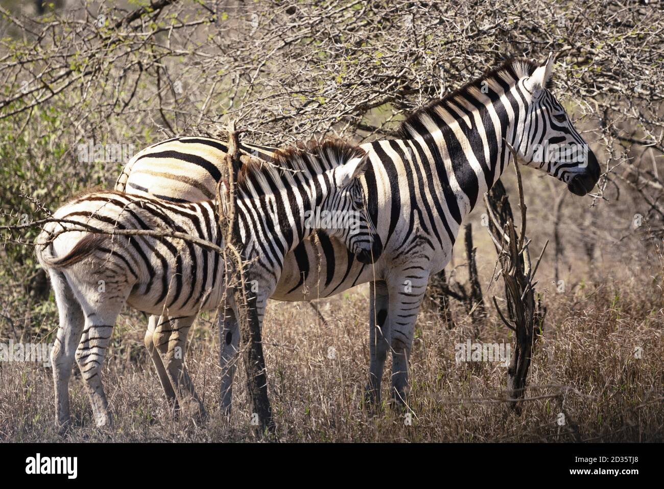 Zebra family in South Africa Stock Photo - Alamy