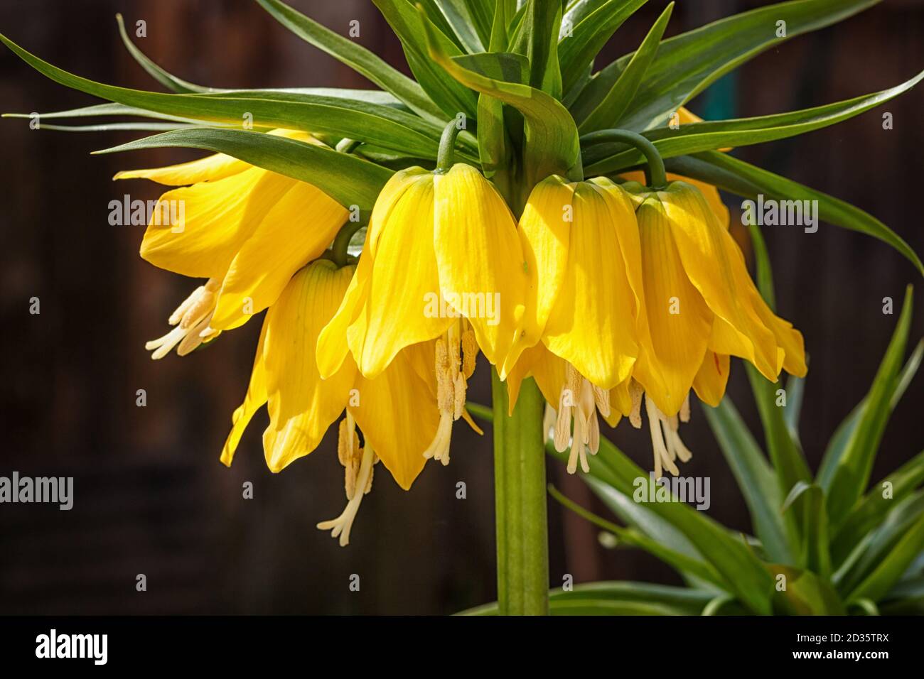 Crown imperial fritillary (Fritillaria imperialis) flowers. Yellow ...