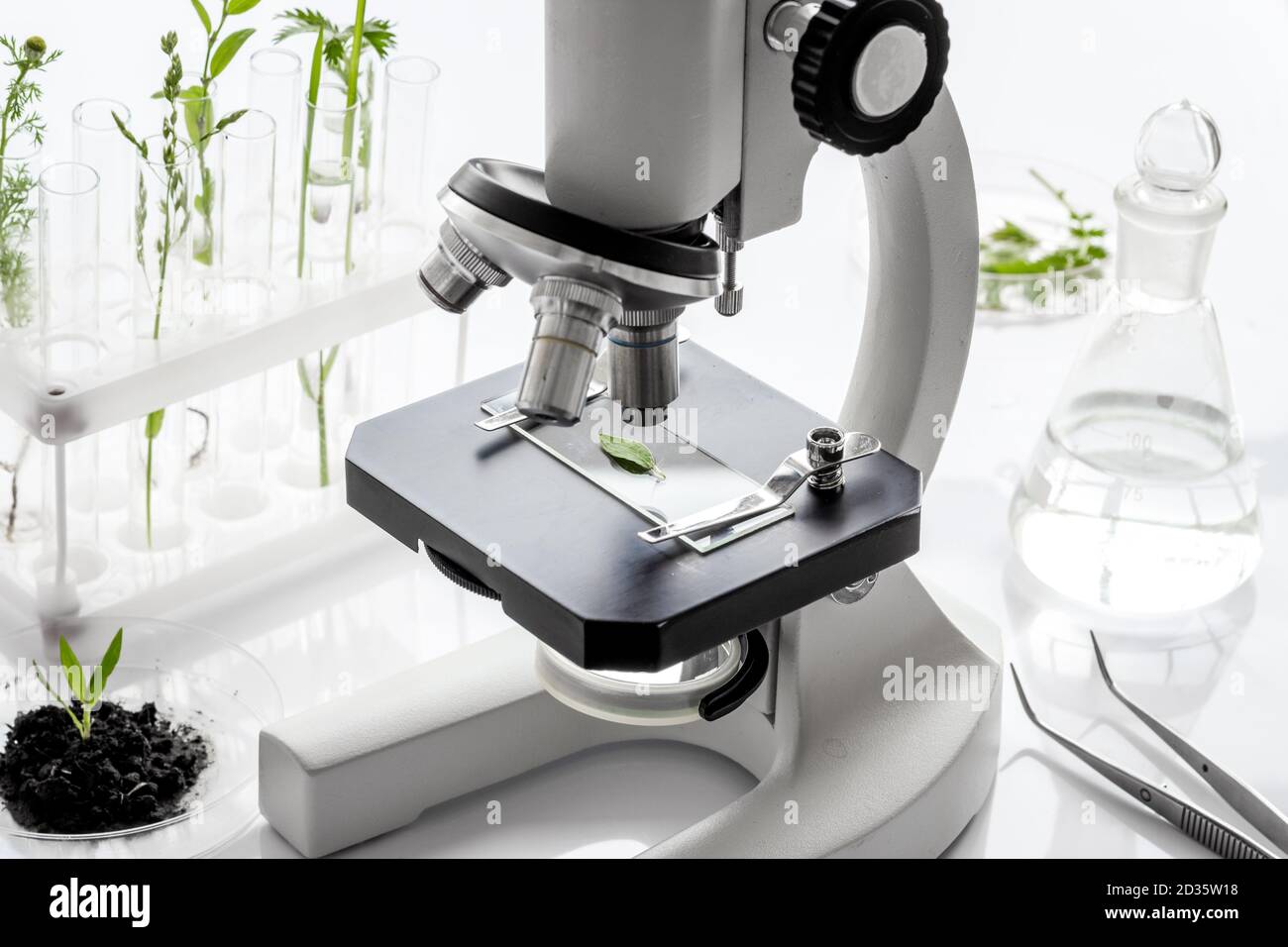 Testing plants and soil in biological laboratory Stock Photo - Alamy