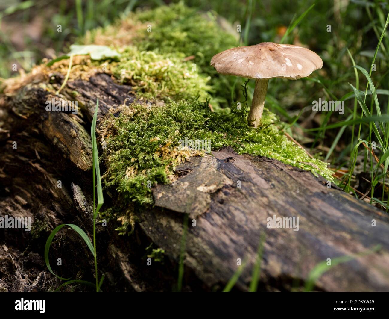 Toadstool growing on a fallen tree, Thetford Forest, Norfolk, UK Stock ...