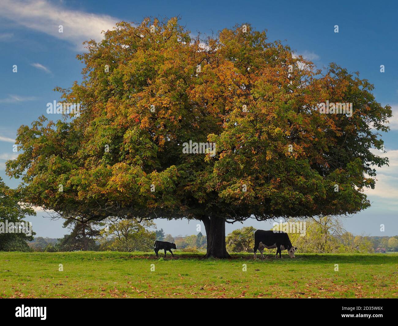 Columnar oak tree hi-res stock photography and images - Alamy