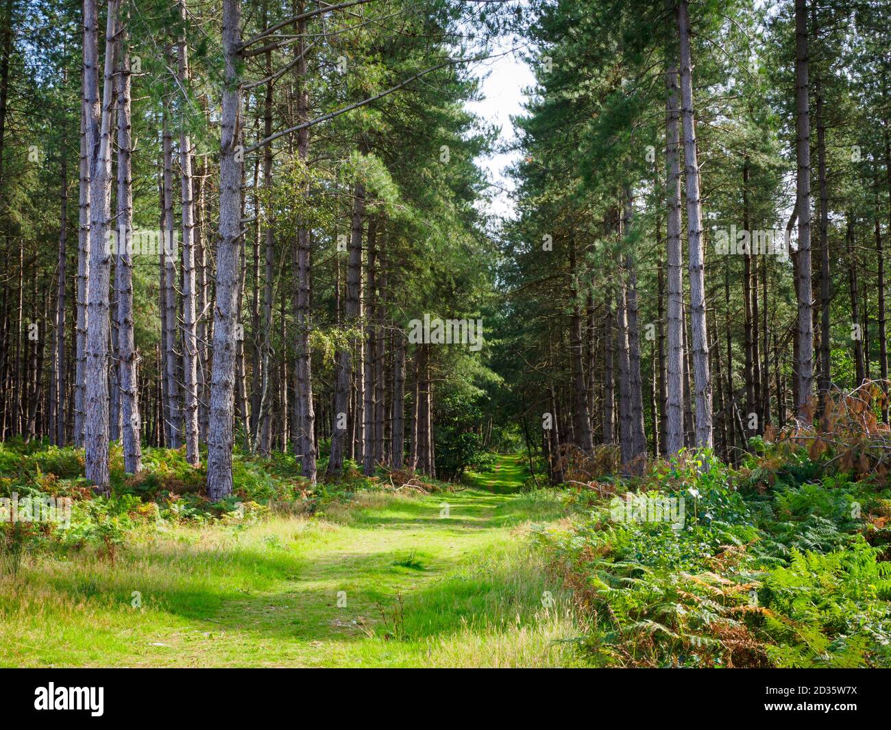 Bridle path track hi-res stock photography and images - Alamy