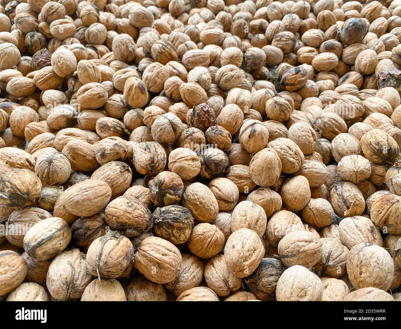 Nature table shell hi-res stock photography and images - Alamy