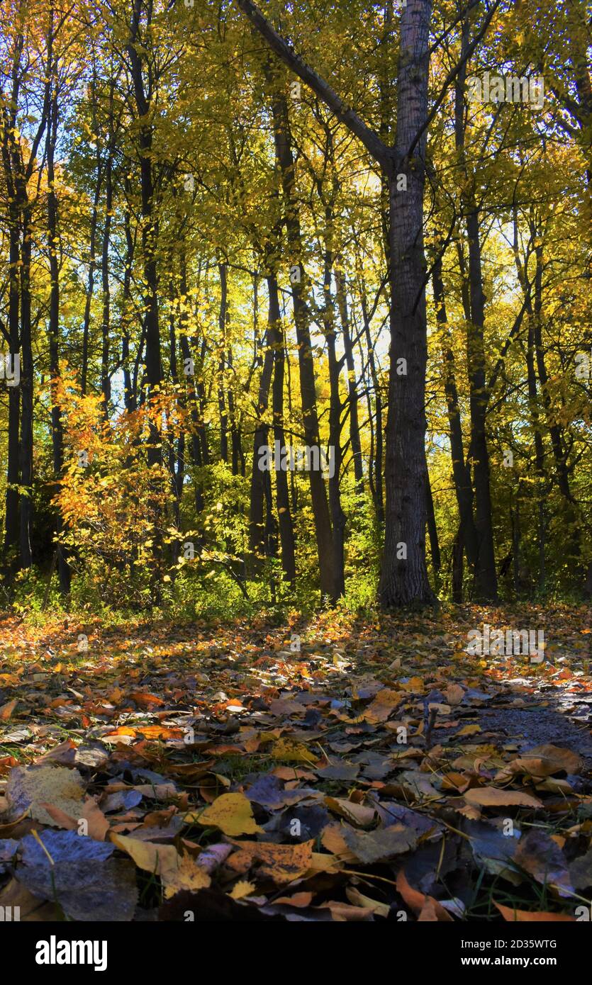 Woods in Fall in Wisconsin Stock Photo - Alamy