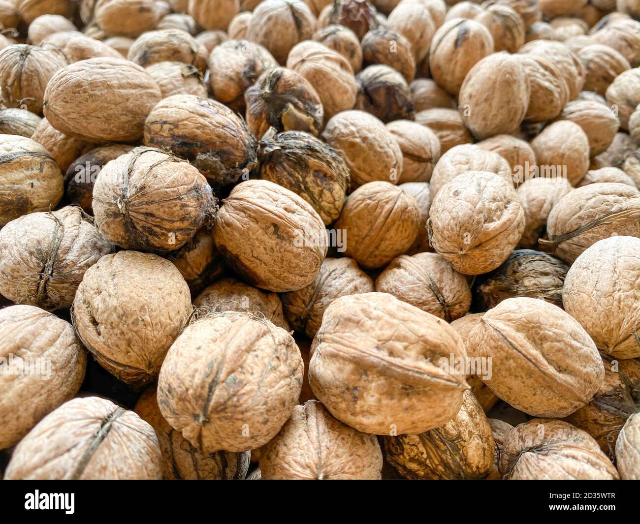 Nature table shell hi-res stock photography and images - Alamy
