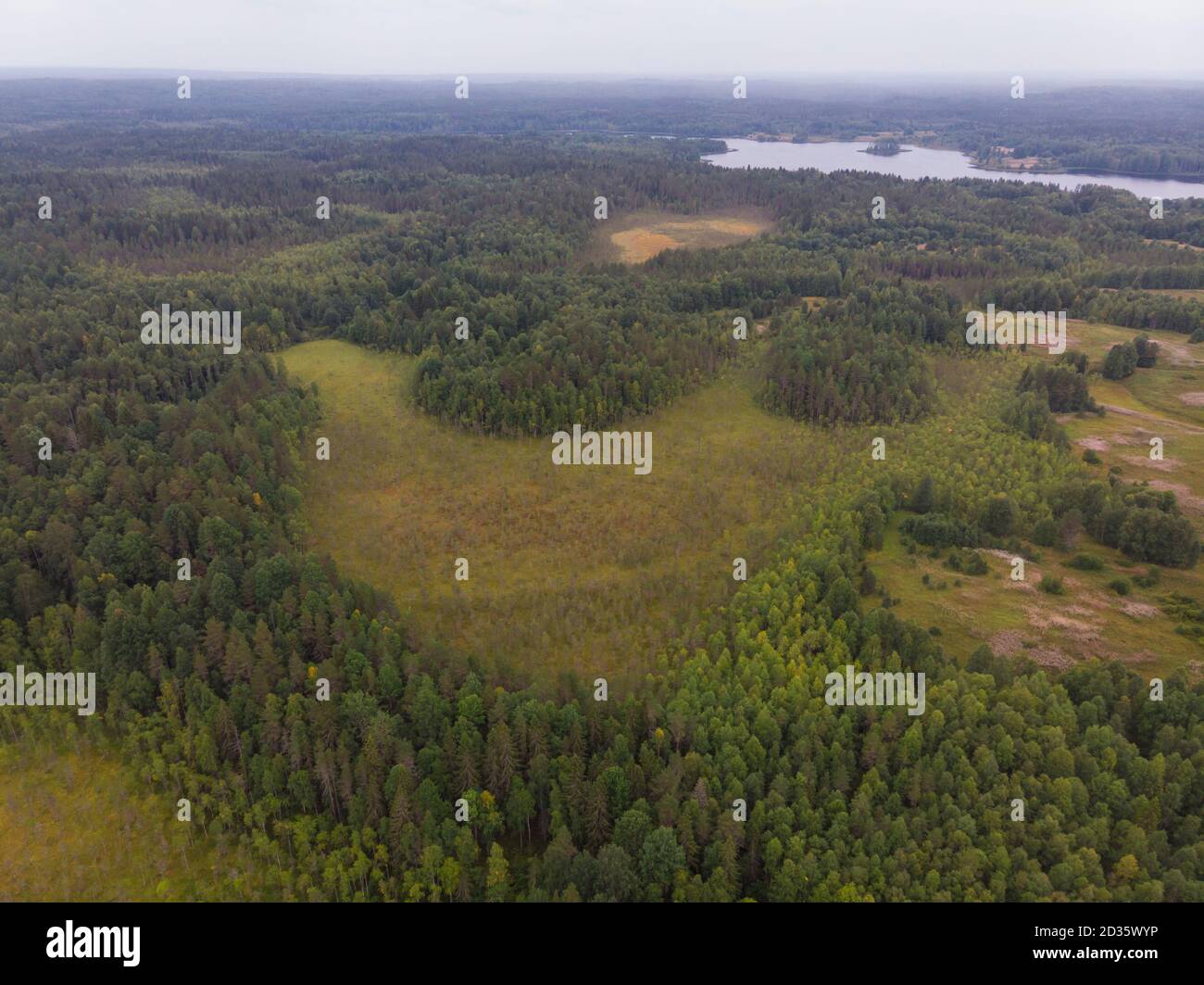 Big swamp hi-res stock photography and images - Alamy