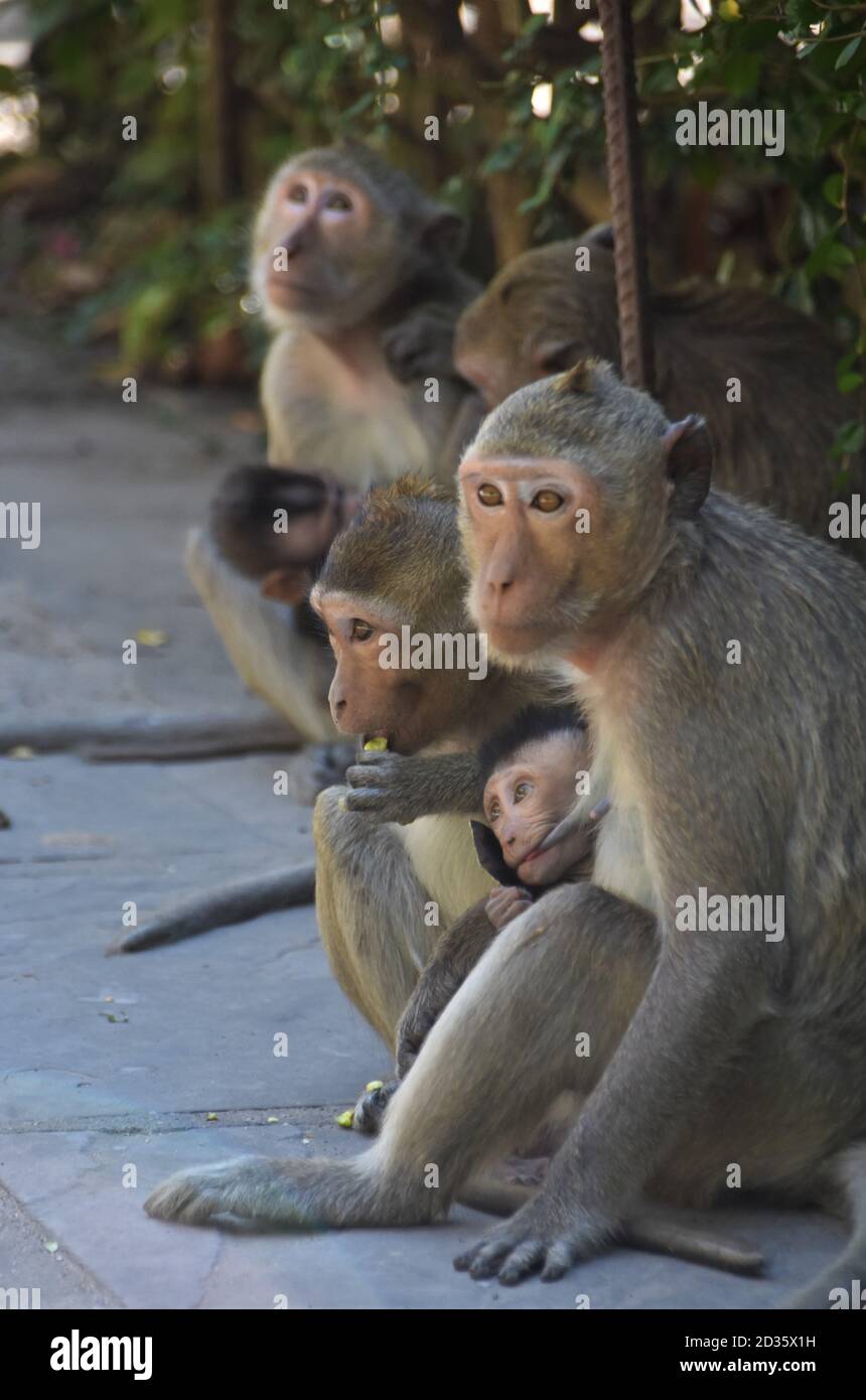 Wild Monkeys in Thailand Stock Photo - Alamy
