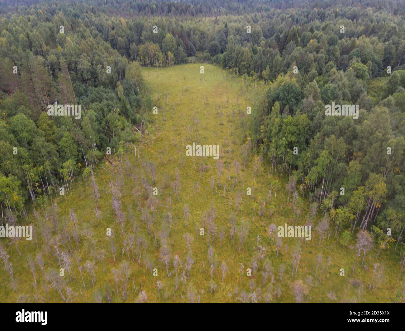 Big swamp hi-res stock photography and images - Alamy