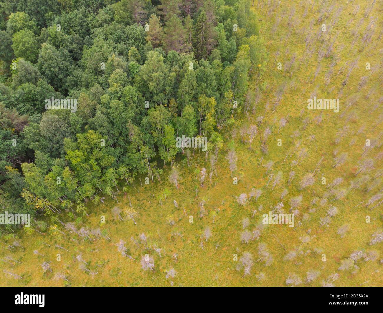 Big swamp hi-res stock photography and images - Alamy