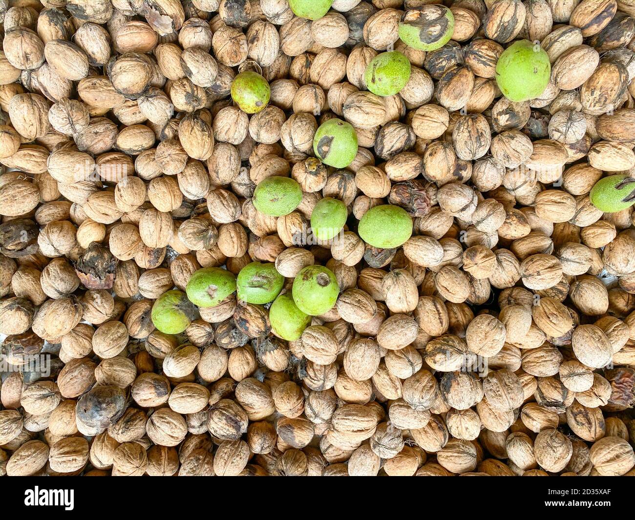 Walnut shell texture hi-res stock photography and images - Alamy