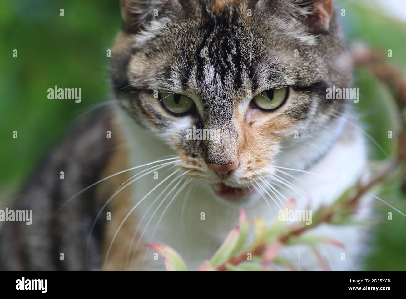 close up photo of a cat Stock Photo - Alamy