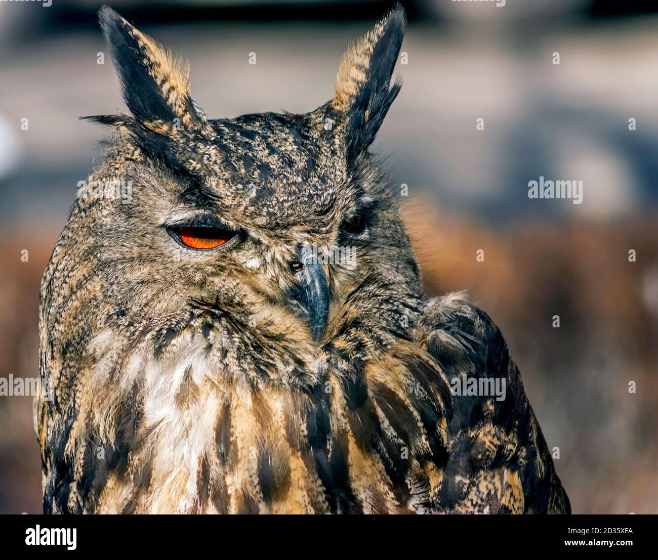 Bird Flying Sideways High Resolution Stock Photography and Images - Alamy