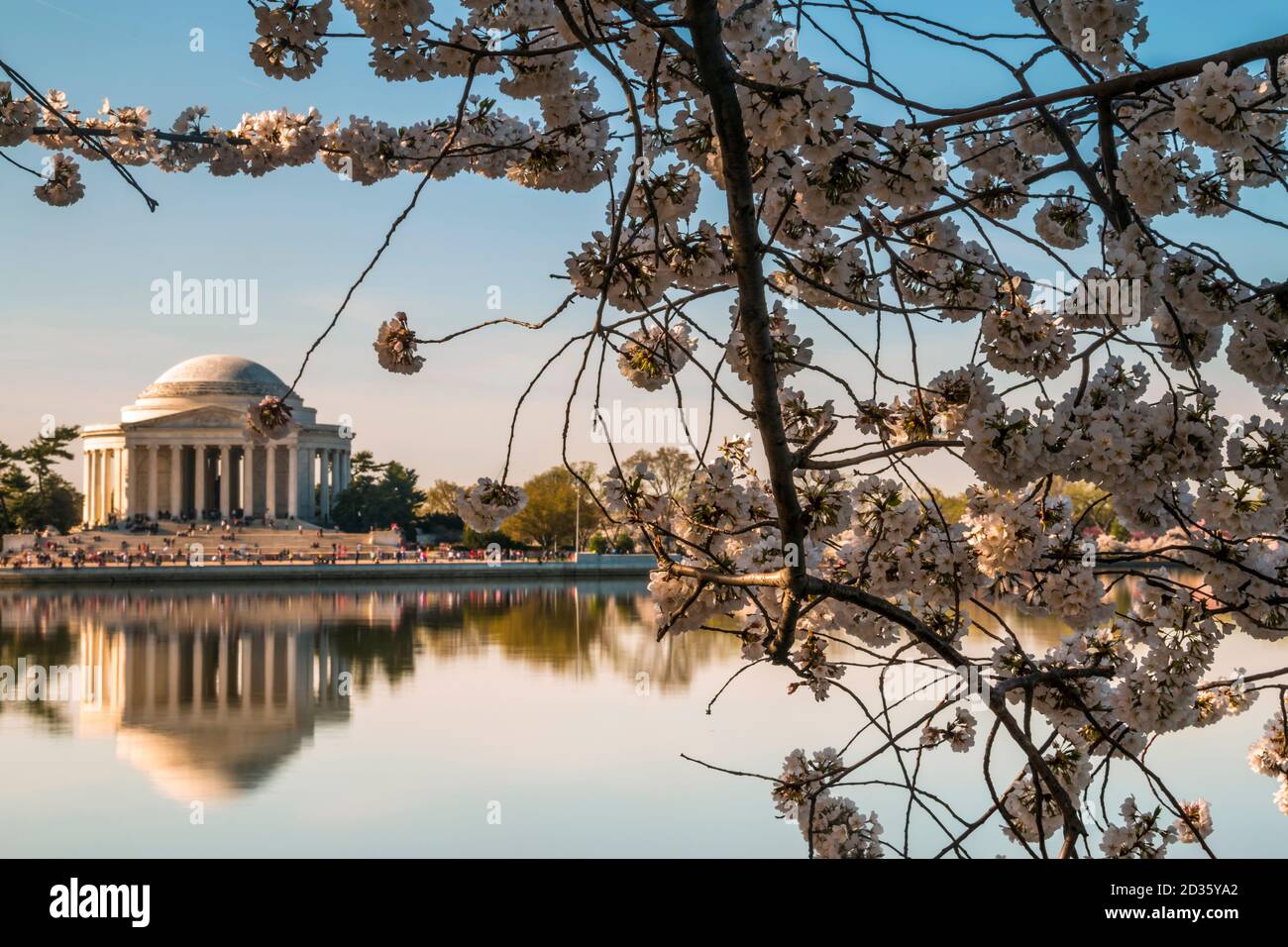 Spring blossoms in Wasington DC Stock Photo - Alamy