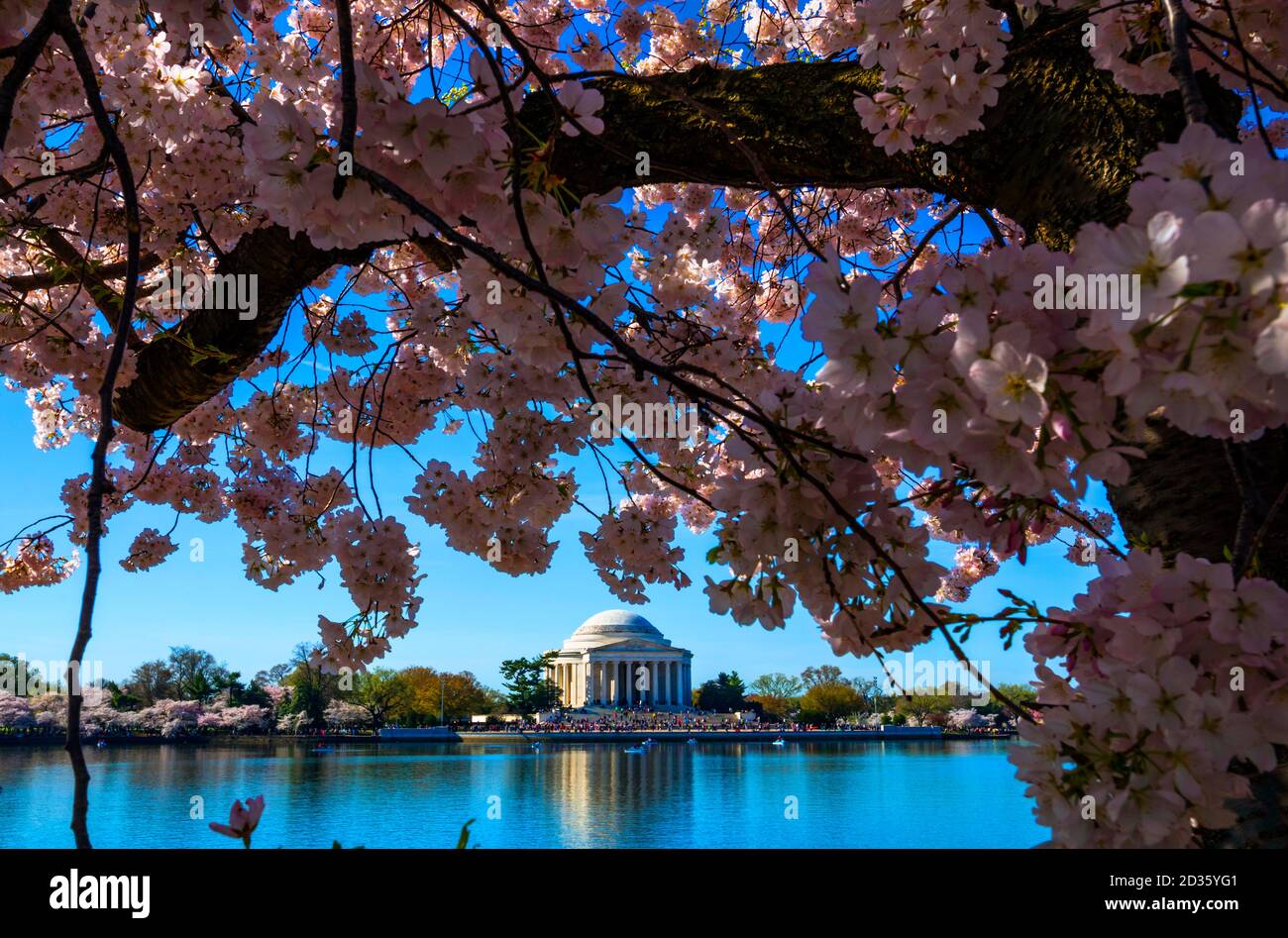 Spring blossoms in Wasington DC Stock Photo - Alamy